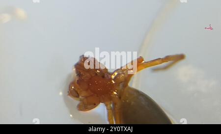 Bright Lungless Spiders (Caponiidae) Arachnida Stock Photo - Alamy