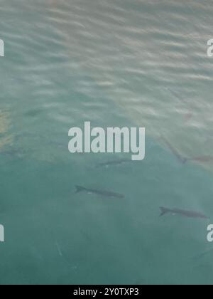Mullets (Mugilidae) Actinopterygii Stock Photo - Alamy