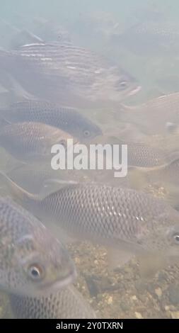 Jungle Perch (Kuhlia rupestris) Actinopterygii Stock Photo - Alamy