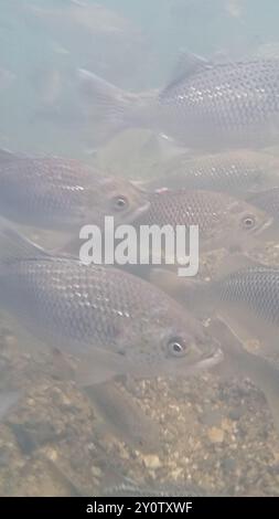 Jungle Perch (Kuhlia rupestris) Actinopterygii Stock Photo - Alamy
