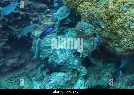 Blue Chromis (Azurina cyanea) Actinopterygii Stock Photo - Alamy