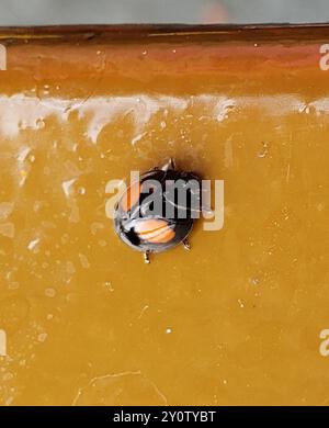 Cactus Lady Beetle (Chilocorus cacti) Insecta Stock Photo - Alamy