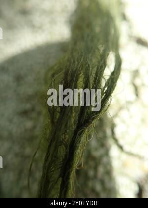 Fishbone Beard Lichen (Usnea dasopoga) Fungi Stock Photo - Alamy