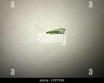 (Chrysoperla externa) Insecta Stock Photo - Alamy