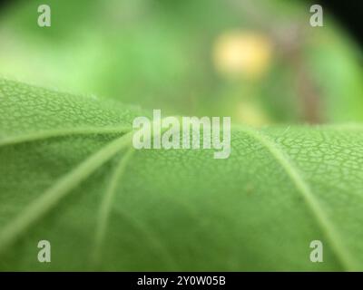 Canadian Hawthorn (Crataegus canadensis), Plantae, Laval, QC, Canada ...