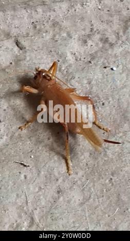 Raspy Crickets (Gryllacrididae) Insecta Stock Photo - Alamy