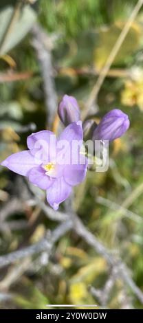 few-flowered bluedicks (Dipterostemon capitatus pauciflorus) Plantae ...