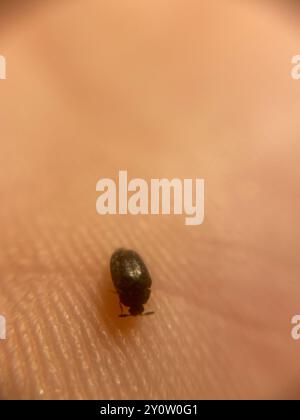 Glabrous Cabinet Beetle (Trogoderma glabrum) Insecta Stock Photo - Alamy
