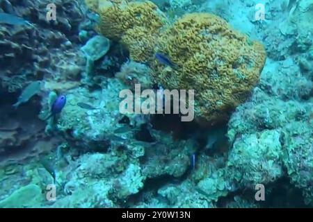 Blue Chromis (Azurina cyanea) Actinopterygii Stock Photo - Alamy