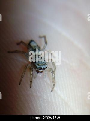 Striking Jumping Spiders (Icius) Arachnida Stock Photo - Alamy