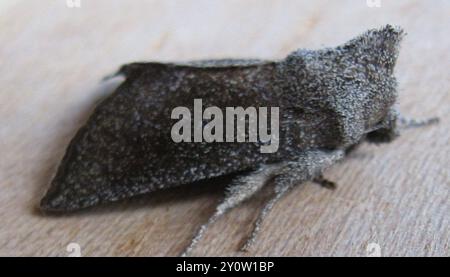 Maritime Sunflower Borer (Papaipema maritima) Insecta Stock Photo - Alamy