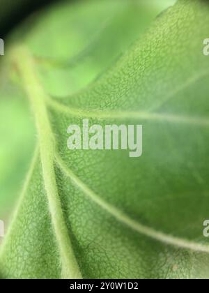 Canadian Hawthorn (Crataegus canadensis), Plantae, Laval, QC, Canada ...
