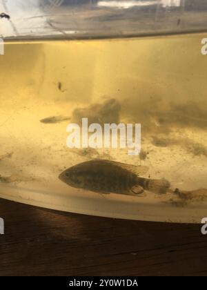 Jaguar Guapote (Parachromis managuensis) Actinopterygii Stock Photo - Alamy