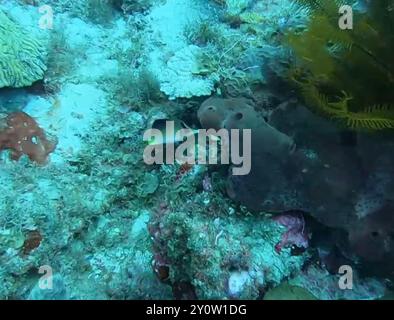 Longsnout Butterflyfish (Prognathodes aculeatus) Actinopterygii Stock ...