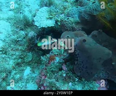 Longsnout Butterflyfish (Prognathodes aculeatus) Actinopterygii Stock ...