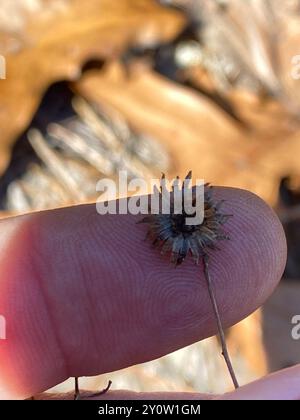 sandhill golden aster (Pityopsis pinifolia) Plantae Stock Photo - Alamy