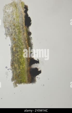 Rash Lichens (Pyrenula) Fungi Stock Photo - Alamy
