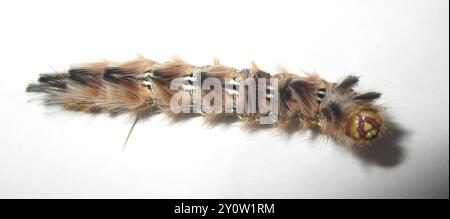 (Phiala flavipennis) Insecta Stock Photo - Alamy