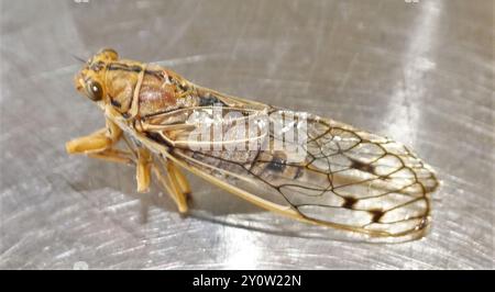 Yellow Sugarcane Cicada (Parnkalla muelleri) Insecta Stock Photo - Alamy
