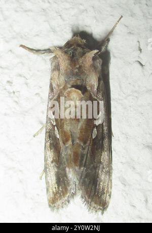 Tomato Looper (Chrysodeixis chalcites) Insecta Stock Photo - Alamy