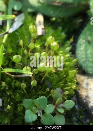 common bladder moss (Physcomitrium pyriforme) Plantae Stock Photo - Alamy