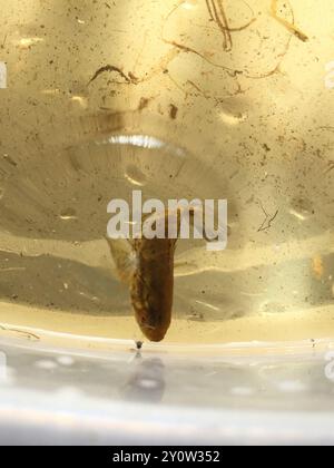 Jaguar Guapote (Parachromis managuensis) Actinopterygii Stock Photo - Alamy