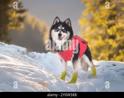 picture of a pomsky in front of white background Stock Photo - Alamy