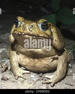 Giant Toad (Rhinella horribilis) Amphibia Stock Photo - Alamy