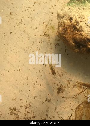 Least Killifish (Heterandria formosa) Actinopterygii Stock Photo - Alamy