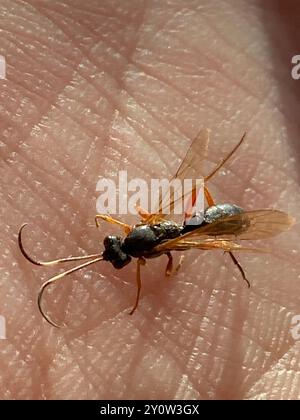 (Syspasis scutellator) Insecta Stock Photo - Alamy