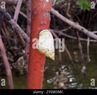 Mangrove Periwinkle (Littoraria angulifera) Mollusca Stock Photo - Alamy