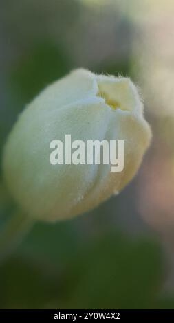Pipestem Clematis (Clematis lasiantha) Plantae Stock Photo - Alamy