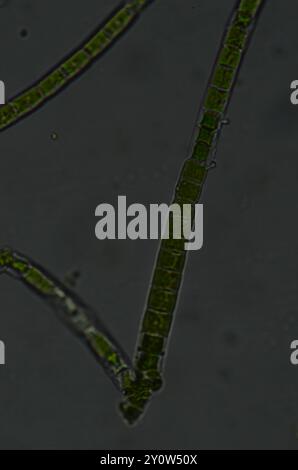 (Urospora penicilliformis) Plantae Stock Photo - Alamy