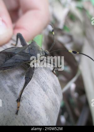 (Pachylis laticornis) Insecta Stock Photo - Alamy