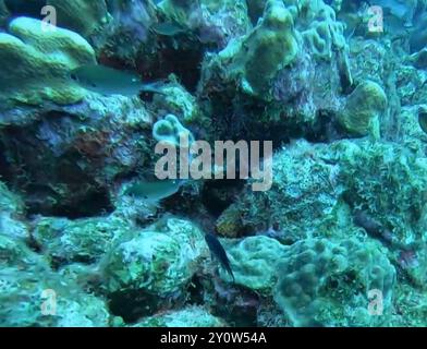Brown Chromis (Azurina multilineata) Actinopterygii Stock Photo - Alamy