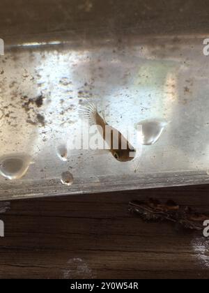 Eastern Mosquitofish (Gambusia holbrooki) Actinopterygii Stock Photo ...