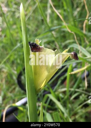 Snake's-head Iris (Iris tuberosa) Plantae Stock Photo - Alamy