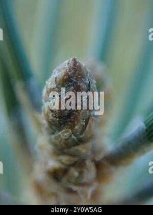 singleleaf pinyon (Pinus monophylla) Plantae Stock Photo - Alamy