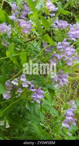 Cascade Beardtongue (Penstemon serrulatus) Plantae Stock Photo - Alamy