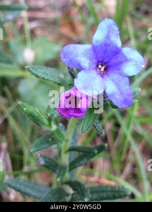 creeping gromwell (Glandora prostrata) Plantae Stock Photo - Alamy