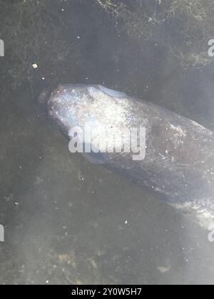 European Conger (Conger conger) Actinopterygii Stock Photo - Alamy