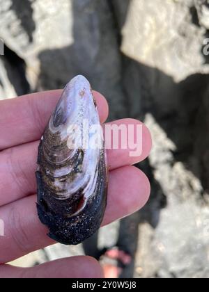 Brown Mussel (Perna perna) Mollusca Stock Photo - Alamy