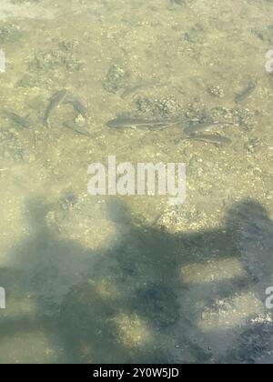 Common Mullets (Mugil) Actinopterygii Stock Photo - Alamy