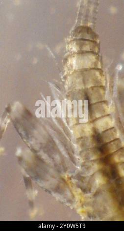 Light Cahills (Stenacron) Insecta Stock Photo - Alamy