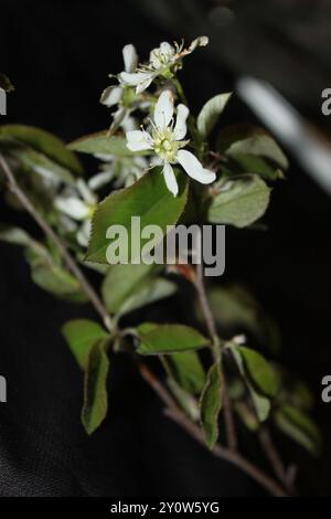 Running Serviceberry (Amelanchier stolonifera) Plantae Stock Photo - Alamy