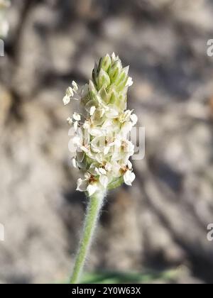 Desert Plantain (Plantago ovata), Plantae, Pinal County, AZ, USA Stock ...