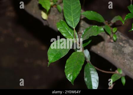 (Ficus nervosa) Plantae Stock Photo - Alamy