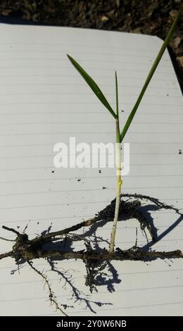 Torpedo grass (Panicum repens) Plantae Stock Photo - Alamy