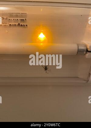 Blue-eyed Ensign Wasp (Evania appendigaster) Insecta Stock Photo - Alamy