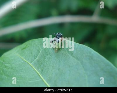 Ant-mimicking Treehopper (Cyphonia clavata) Insecta Stock Photo - Alamy